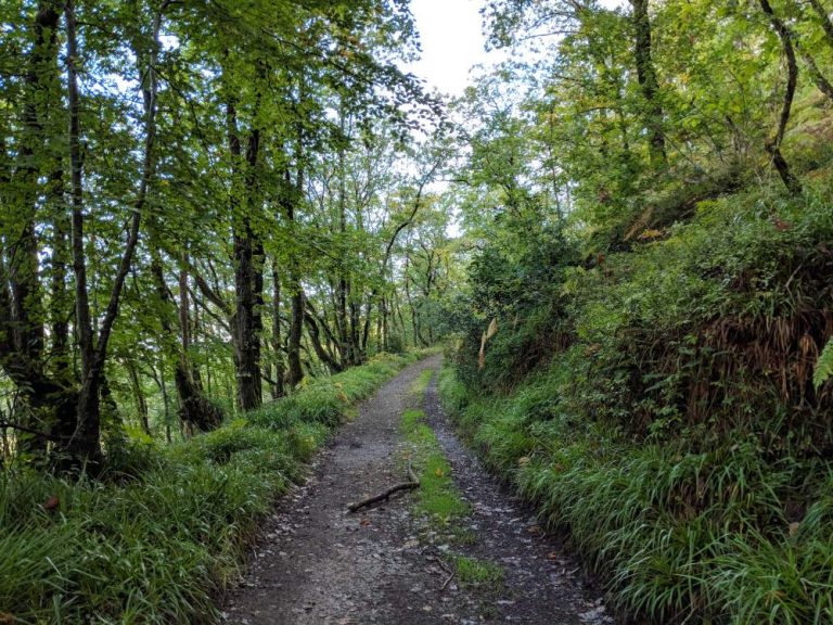 National Trust Bridford Wood | Dartefacts
