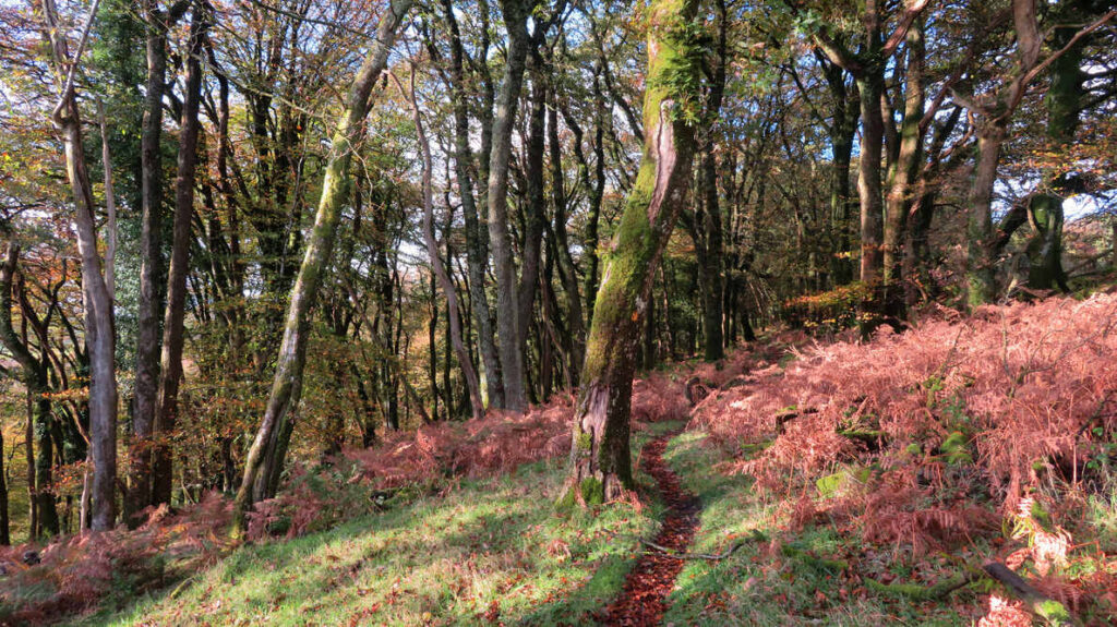Burrator/ Yeo Wood | Dartefacts