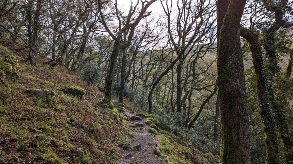Dewerstone Wood | Dartefacts