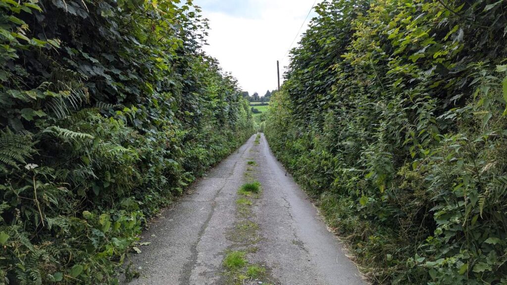 Long Lane | Dartefacts