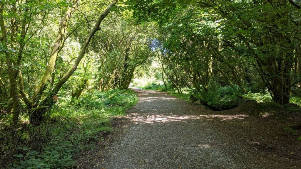 Burrator Arboretum | Dartefacts