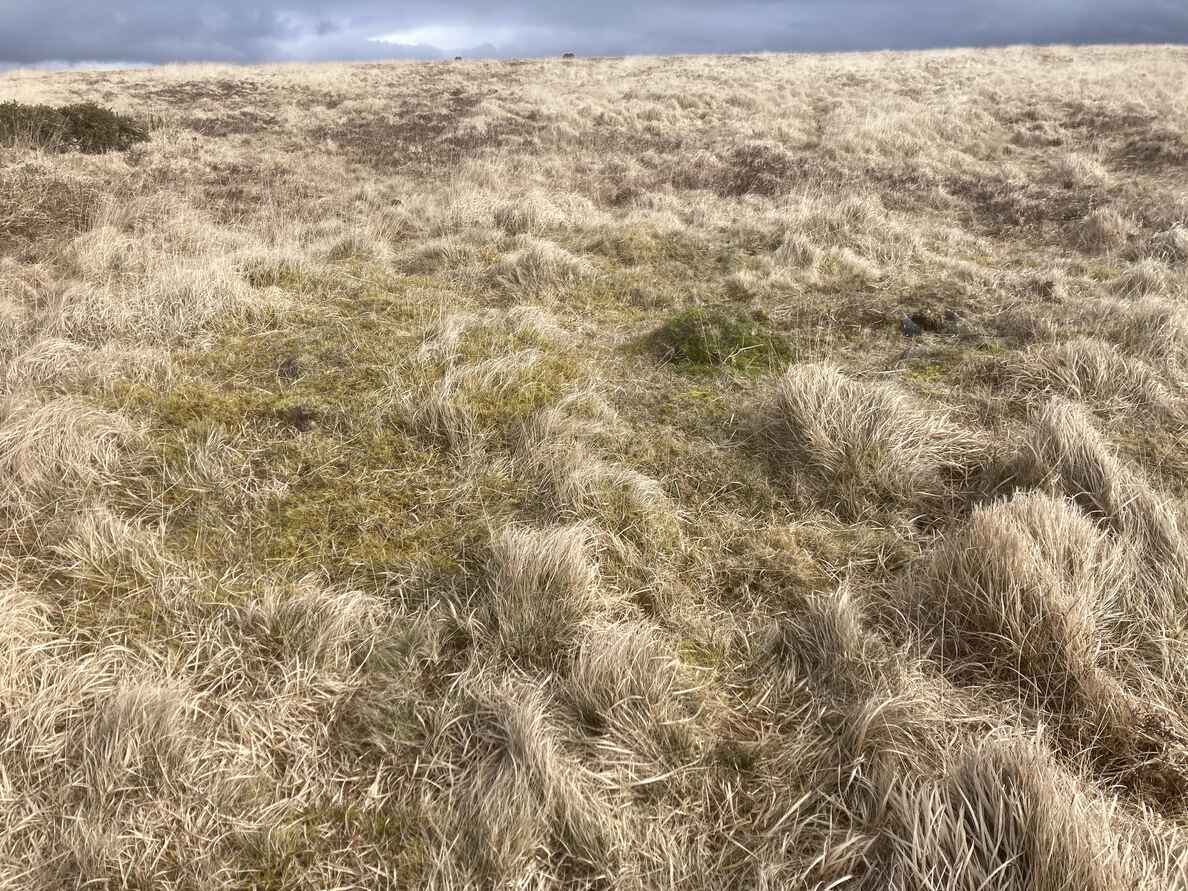 Unmarked Cairn on Grippers Hill | Dartefacts: Dartmoor Artefacts